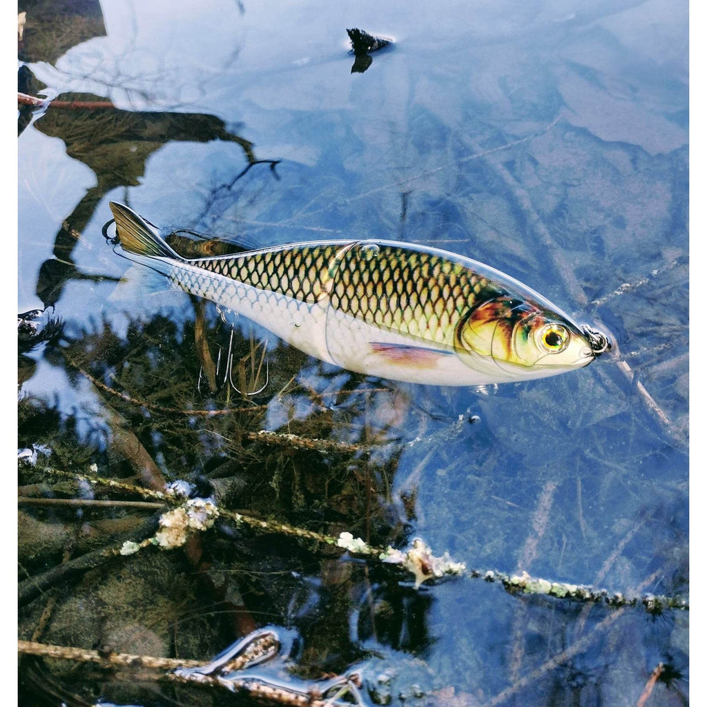 Wild Shiner – Spinallis